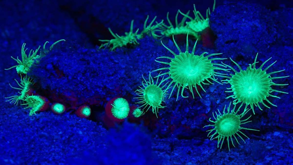 Ostracod Night Dives - Scuba St Lucia